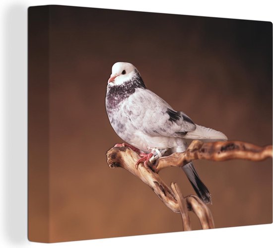 Pigeon voyageur avec une note sur la patte Toile 160x120 cm - Tirage ...