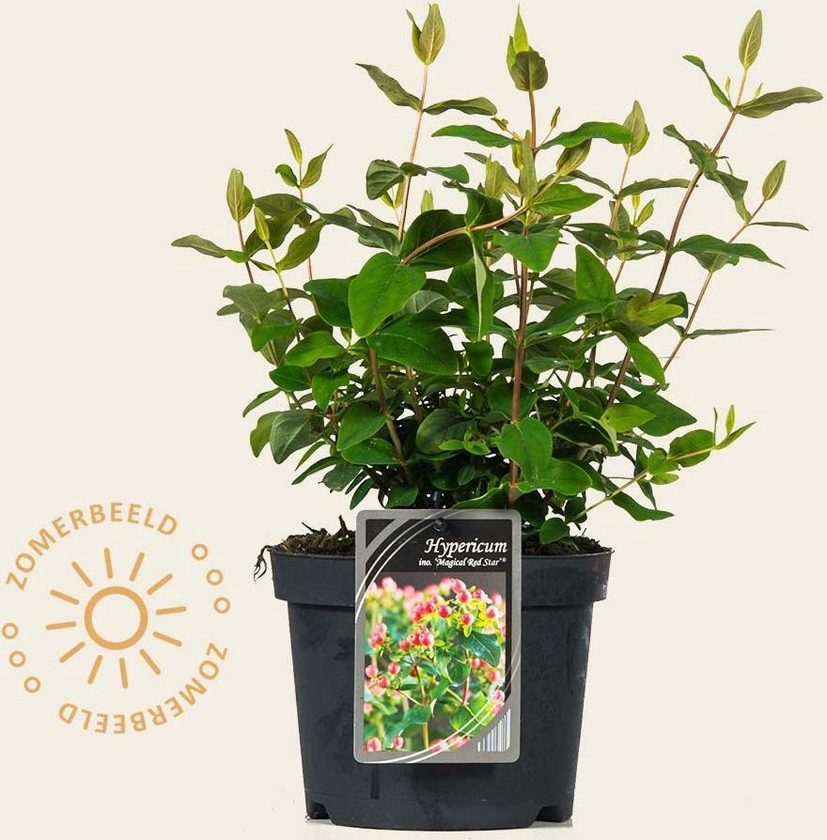 Hypericum 'Magical Red Star' | bol