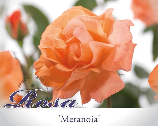 Rosa 'Metanoia' | bol.com