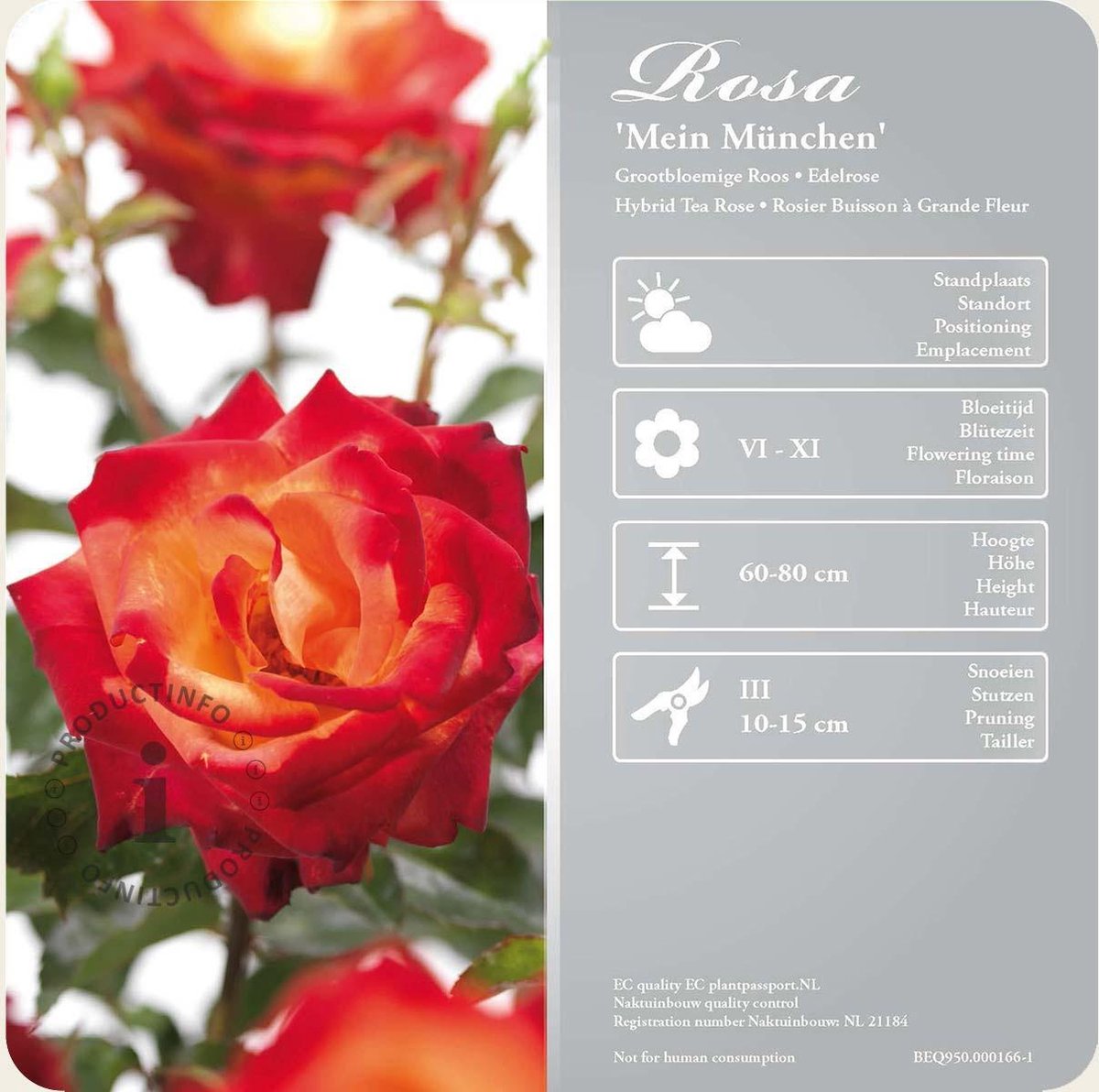 Rosa 'Mein München' - 090 cm stam | bol.com