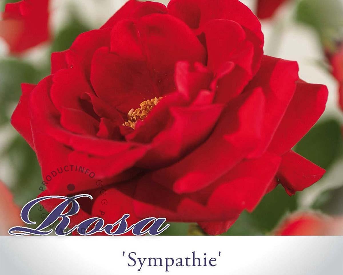 Rosa 'Sympathie' | bol
