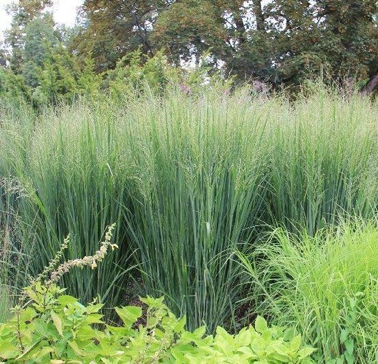 6x Panicum 'Northwind' - Vingergras - Pot 9x9 cm | bol