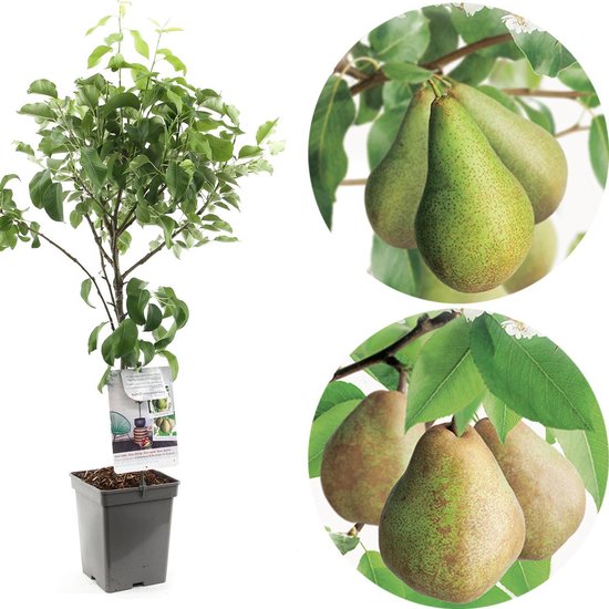 Pyrus communis Duo-Peer | 2 peren op 1 stam | patio | bol