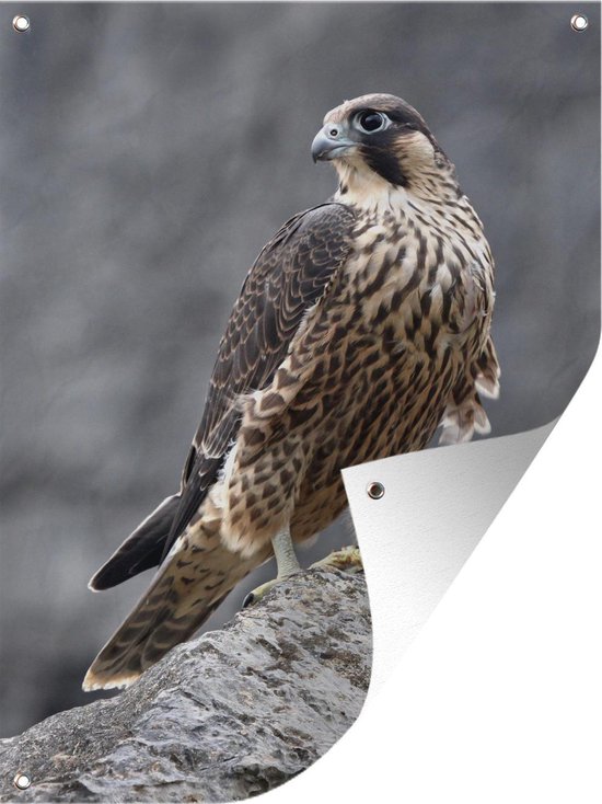 Tuin decoratie Valk - Baby - Stenen - 30x40 cm - Tuindoek | bol.com