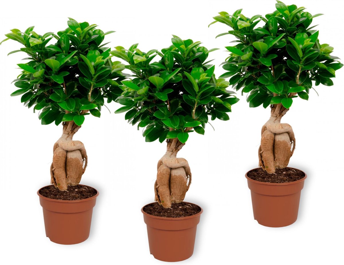 WLplants - 3x Ficus Ginseng - Bonsai – Kamerplant – Bonsai boompje - ± ...