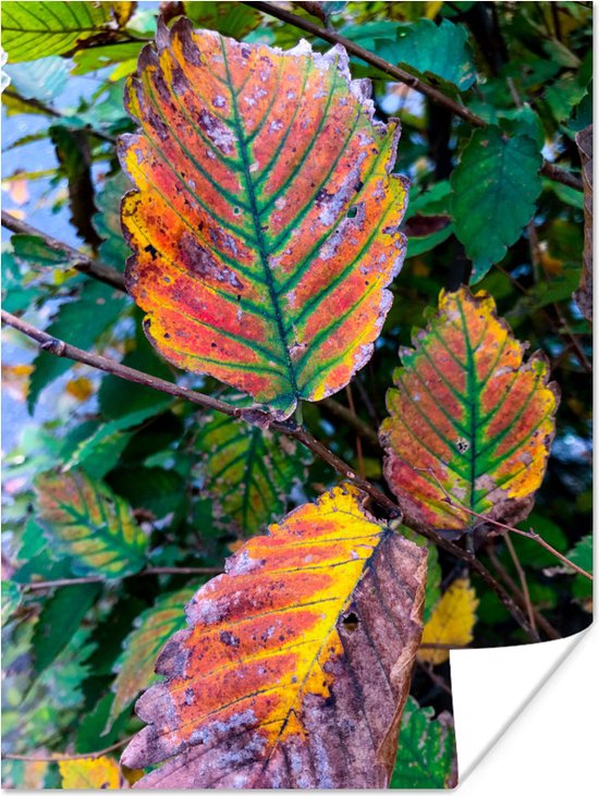 Poster Gekleurd iep blad - 30x40 cm | bol.com