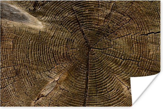 Poster Een doorsnede van een boomstam met duidelijke jaarringen - 90x60 ...