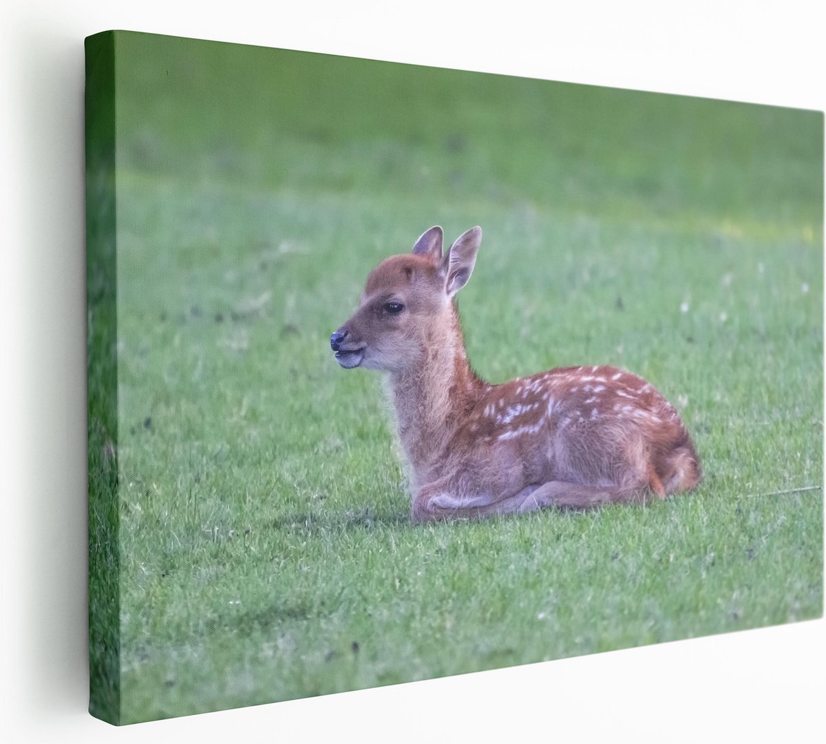 Canvas Art – Canvas Schilderij – Jong Hert Zit Op Het Gras - Zittend ...