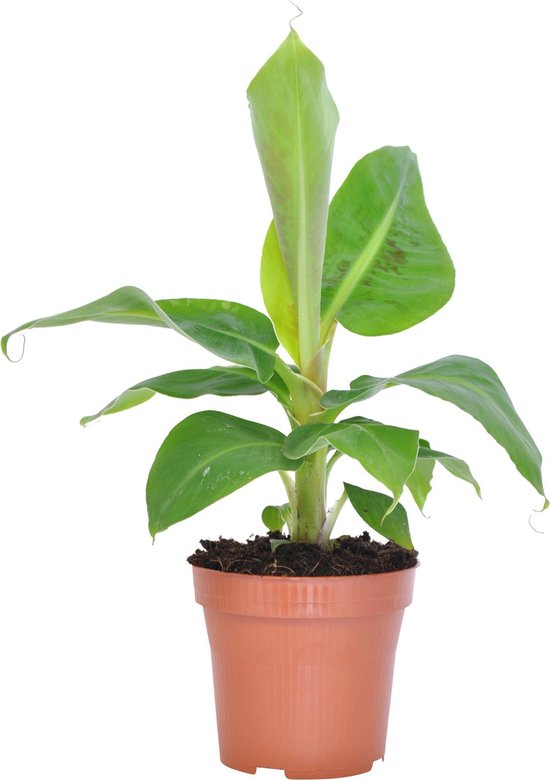 De bananenplant voor binnen en buiten - Tijd voor je tuin