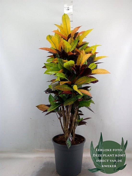Codiaeum var. KL 'Mrs Iceton' - Hoogte 110cm - Potmaat 24cm ...