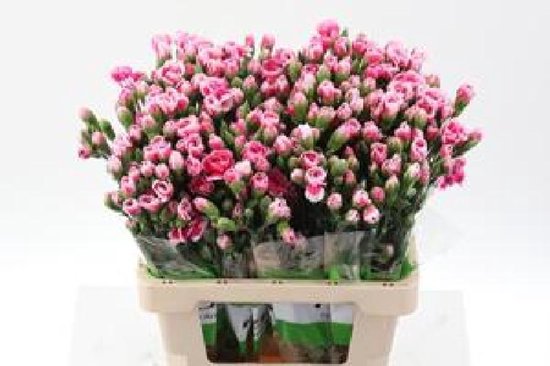 10x Dian.tros cherry tessino 60cm | bol