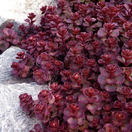 6x Sedum spurium 'Voodoo' Pot 9x9cm - Rode Kaukasische Muurpeper Pot ...
