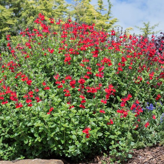 6x Salvia microphylla 'Royal Bumble' Pot 9x9cm - Prachtige planten voor ...