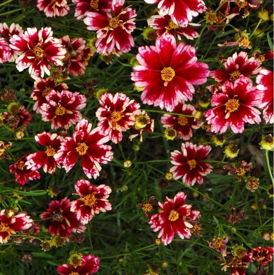 6x Coreopsis 'Ruby Frost' Pot 9x9cm - Prachtige bloeiende plant voor in ...