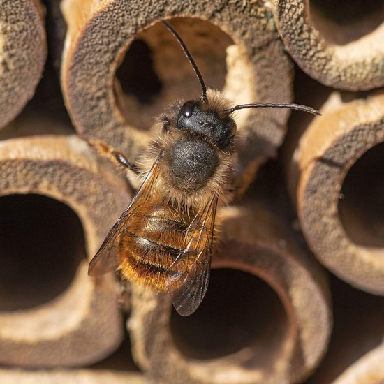 Insect Hotel Nesting Box for Wild Bees & Wasps - HxWxD 22.5x16x8.5 cm ...