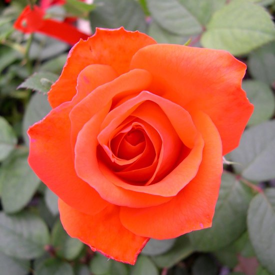 Rosa 'Kanegem' - Prachtige rozen voor in de tuin | bol