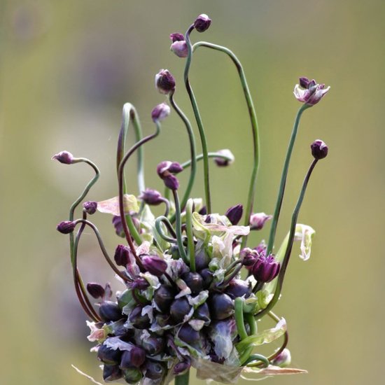 6x Allium scorodoprasum Pot 9x9cm – Mooie sierui met decoratieve ...
