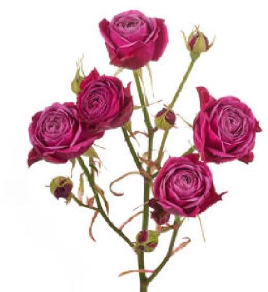 10x Rosa party trendsetter 60cm | bol