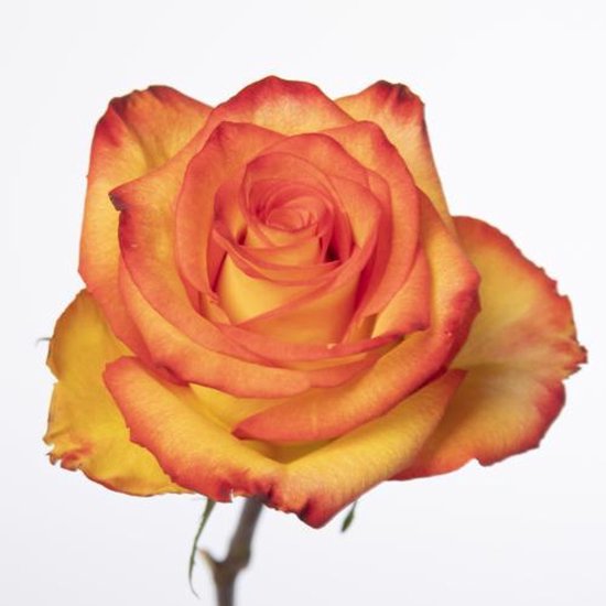 10x Rosa high & magic 60cm | bol