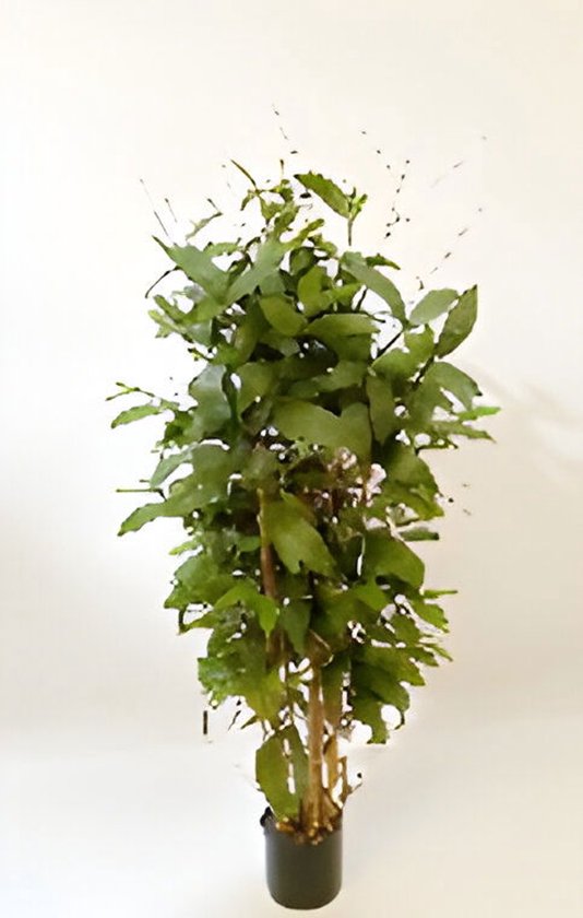 Oosterik home - Dracaena surculosa 120 cm kunstplant Oosterik Home | bol
