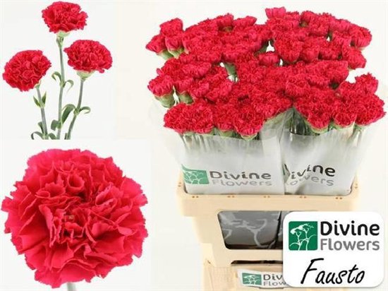 20x Dian.fausto 60cm | bol