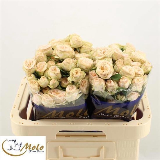 10x Rosa gentle trendsetter 60cm | bol