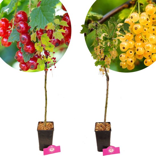 Set van 2 Aalbes op stam- 1 'Rood', 1 'Wit' - Hoogte 60cm - 2 Liter pot ...