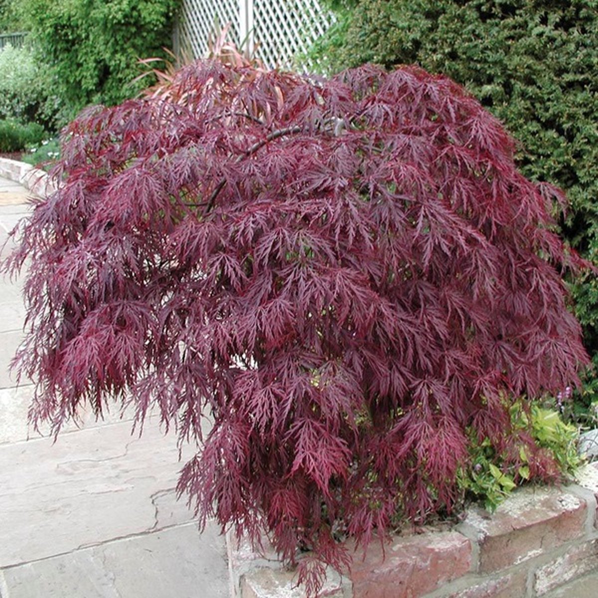 Rode Japanse Esdoorn - Acer palmatum 'Atropurpureum' - 30-40 cm | bol.com