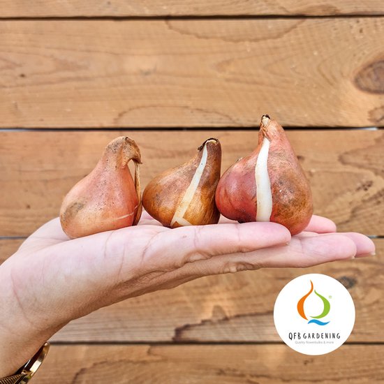 Tulp laat bloeiend gemengd | 10 stuks | Enkel laat | Meerkleurig | bol