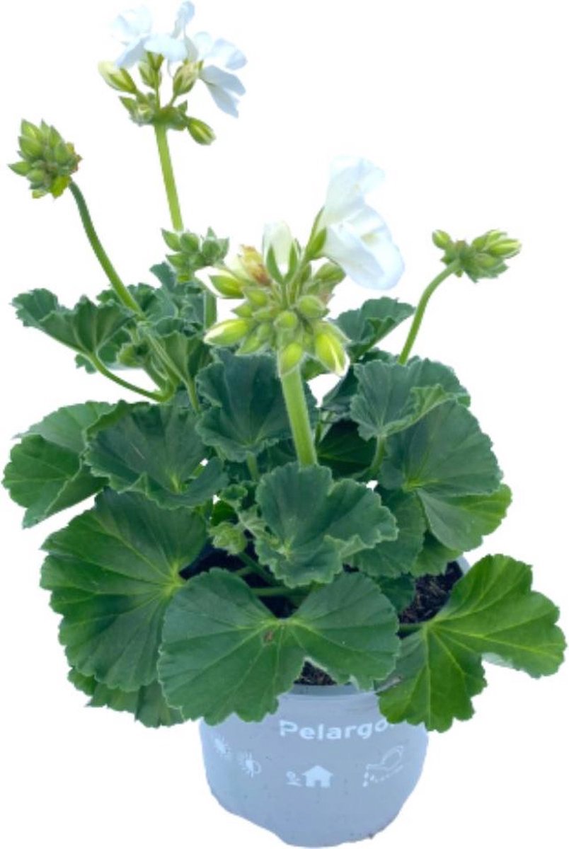 Geranium staand - wit - Pelargonium zonale - 6 stuks (Ø10,5cm ...
