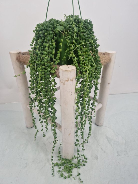 Senecio rowleyanus - erwtenplant - potmaat 14 cm - hangplant - Plants ...