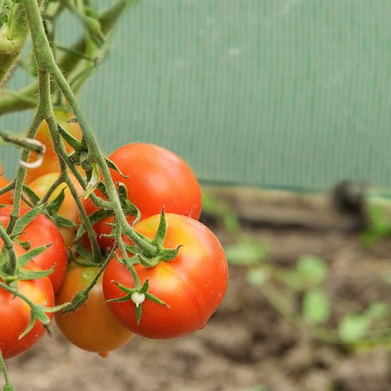 Greenhouse / broeikas - Tuinkas, Kweekkas, Broeikas voor Binnen en ...