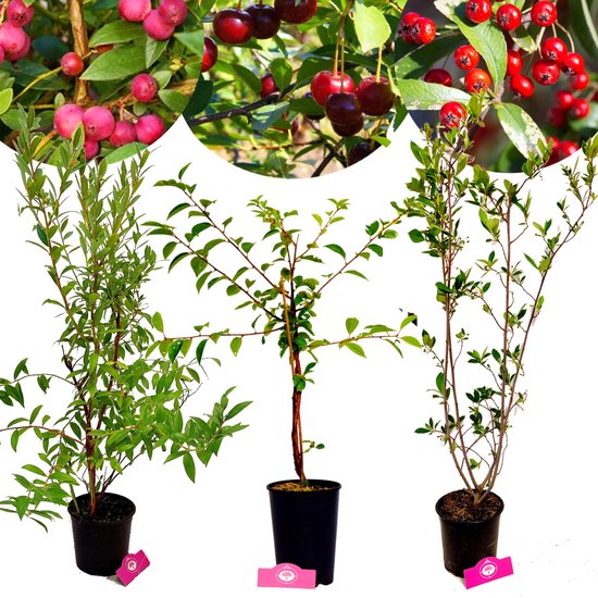 Set van 3 Grote fruitplanten - 1 Roze bes, 1 Appelbes, 1 Kersenstruik ...