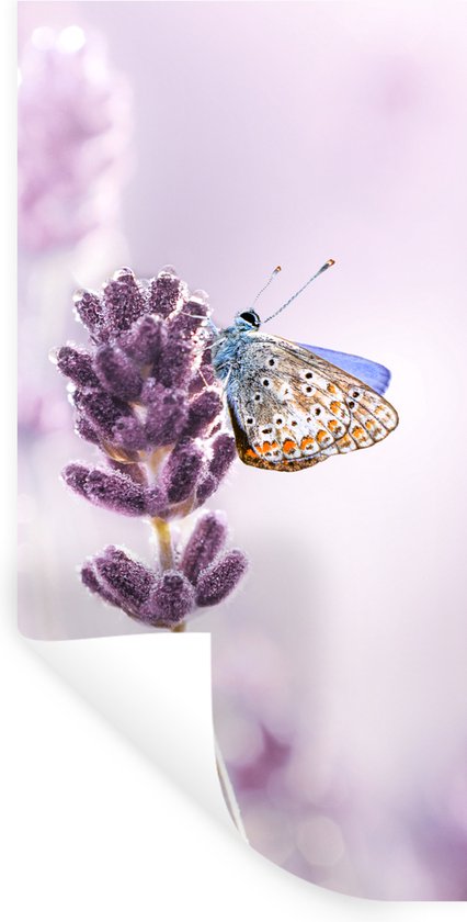 Muurstickers - Sticker Folie - Lavendel - Vlinder - Close-up - Paars ...