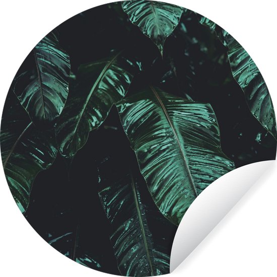 WallCircle - Muurstickers - Behangcirkel - Jungle - Palmboom - Bladeren - Tropisch -... | bol.com