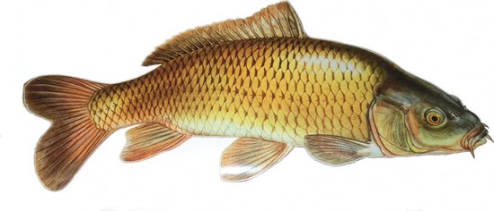 Vis Sticker Vissticker XL Schubkarper 100 cm Rechts Vis Karper Stickers ...