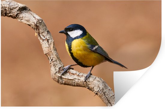 Muurstickers - Sticker Folie - Vogel - Koolmees - Takken - 120x80 cm ...