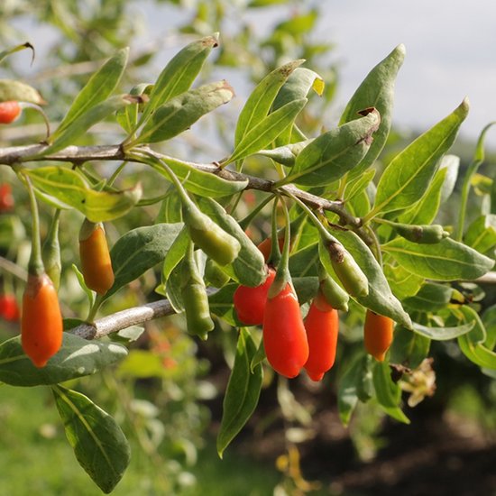 Goji bes / Boksdoorn - Lycium barbarum 'Sweet Lifeberry'® - 30-40 cm | bol