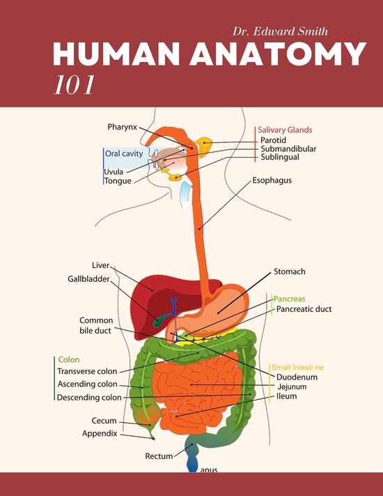 Human Anatomy 101: A Comprehensive Introduction to the Structure and Function of the... | bol.com