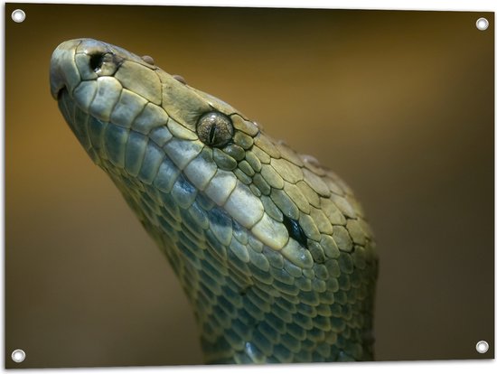 Tuinposter – Opkijkende Jamaican Boa Slang in Groene Kleur - 80x60 cm ...