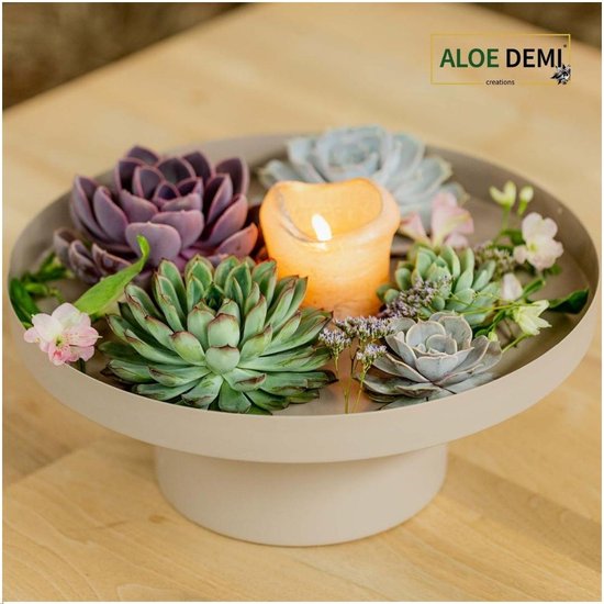 Echte succulenten medium mix 5 stuks - Echeveria mini's Ø7-10 cm ...