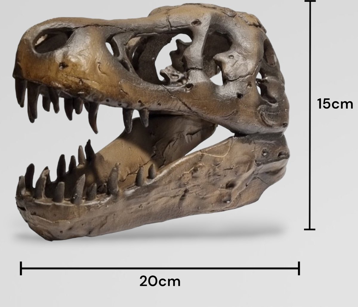 GreatGift® - T-Rex Schedel - Fossiel - Jurrasic World - Dinosaurus ...