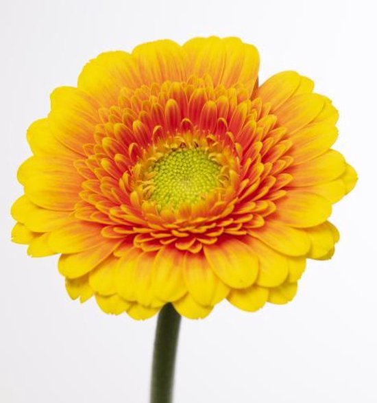 DutchFlowers - Boeket - 60x Germini ariba 40cm | bol