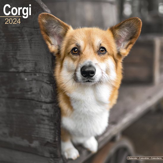 Welsh Corgi Kalender 2024 | bol
