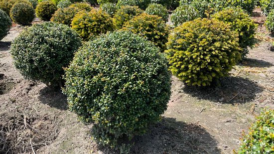 Ilex Crenata Caroline Upright (Japanse hulst Caroline Upright ...
