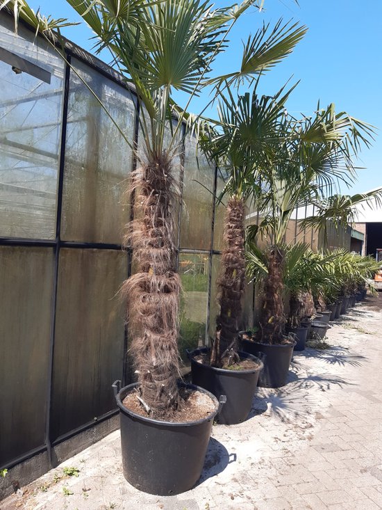 Palmier trachycarpus fortunei (Palmier éventail chinois) 180-200cm - En ...