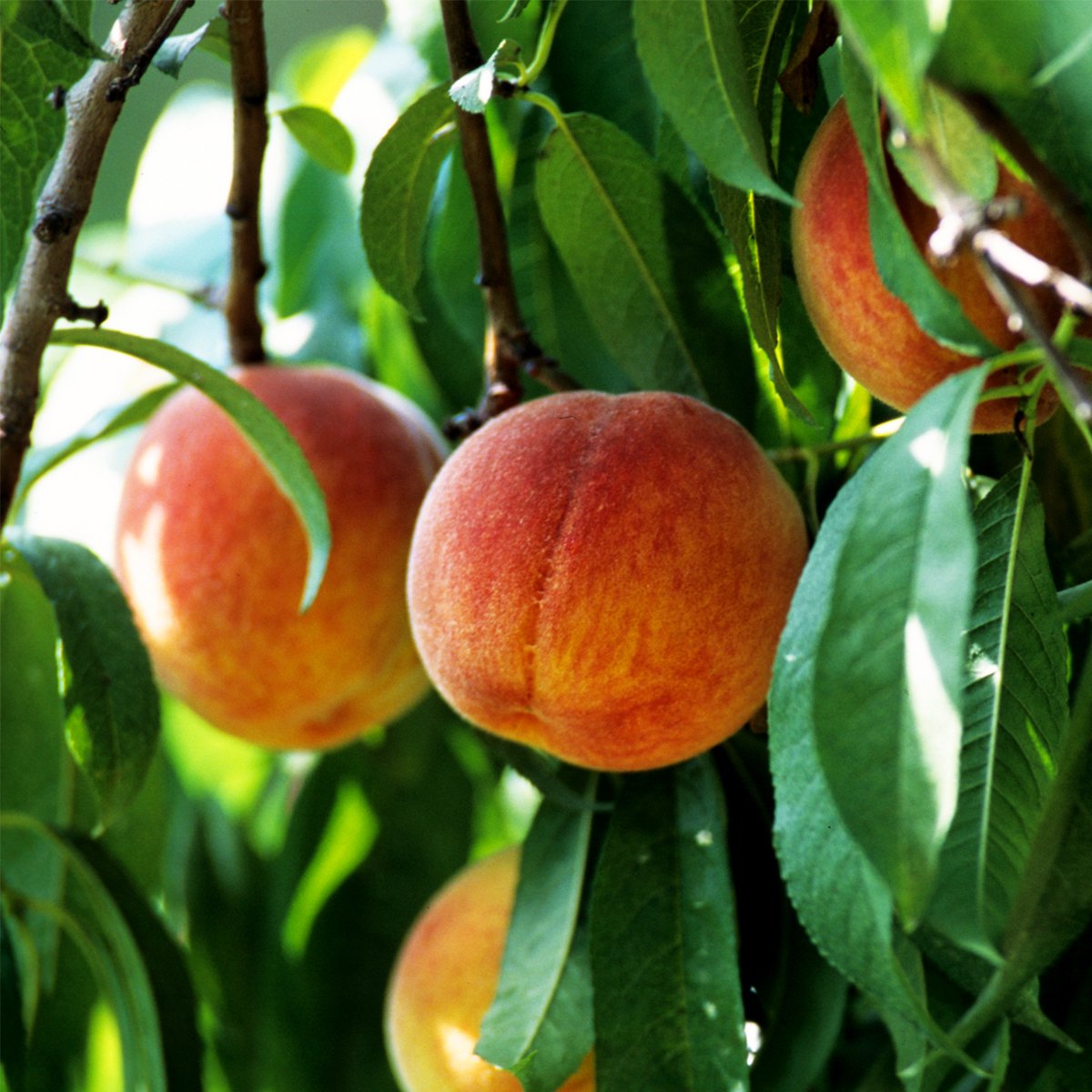 Set Van 2 Dwerg Fruitbomen – 1 Perzik, 1 Nectarine – Exotisch - Hoogte ...