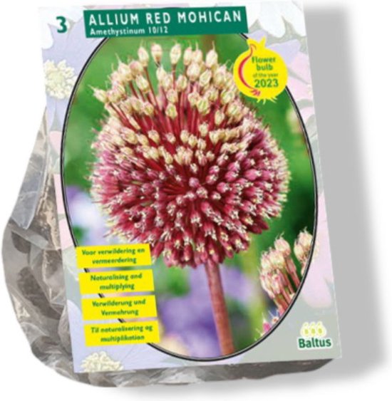Baltus - Allium Red mohican per 3 bloembollen | bol