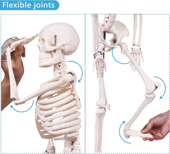 Mini anatomisch skelet model - 33,4 inch met beweegbare ledematen en metalen standaard | bol