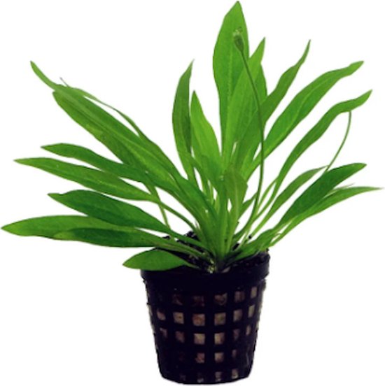 Aquafleur Helanthium Bolivianum - Dwergzwaardplant - Voor ...